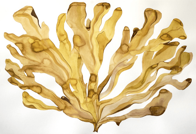 Phaeophyceae, Rhodophyceae, Thallophyta Structure, Life Cycle NEET ...