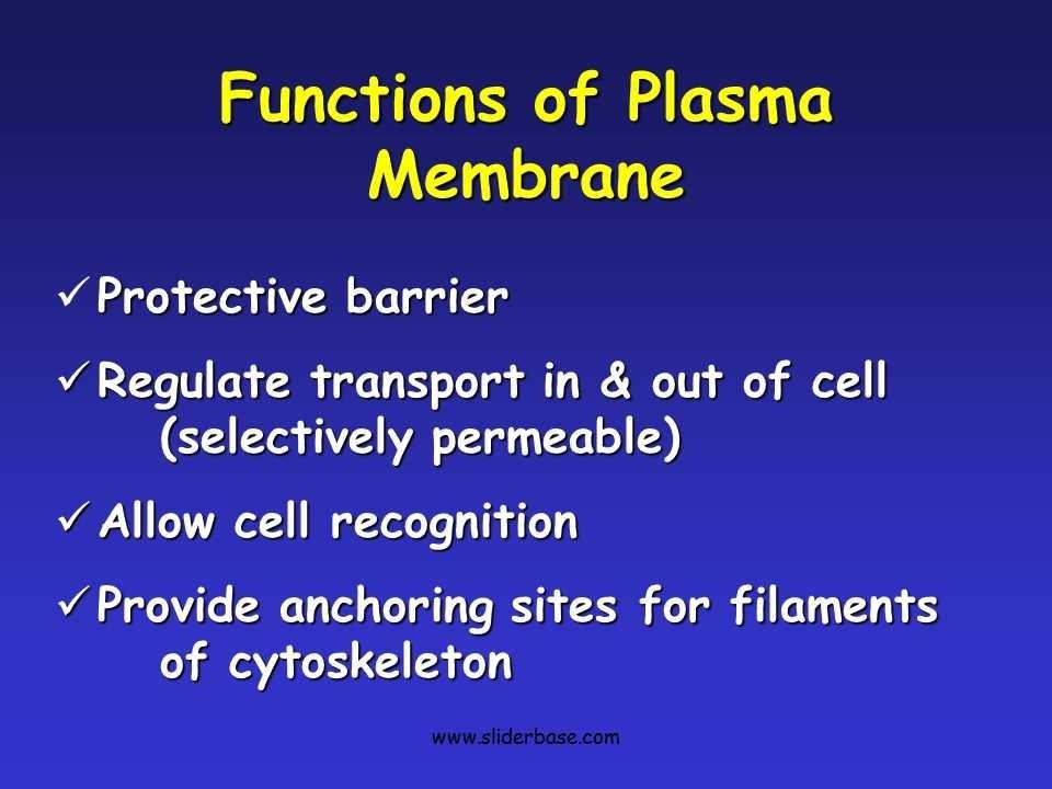 Function Of Plasma Membrane EduRev Class 9 Question function-of-plasma-membrane-edurev-class-9-question