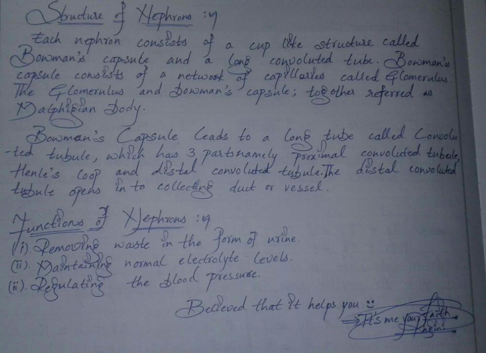 Describe the structure and function of nephrons? | EduRev Class 10 Question