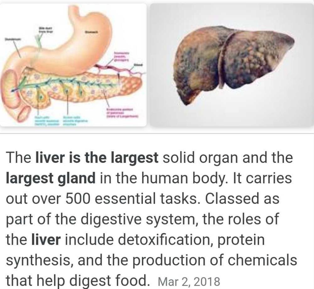 What Is The Largest Gland Of Body EduRev NEET Question what-is-the-largest-gland-of-body-edurev-neet-question