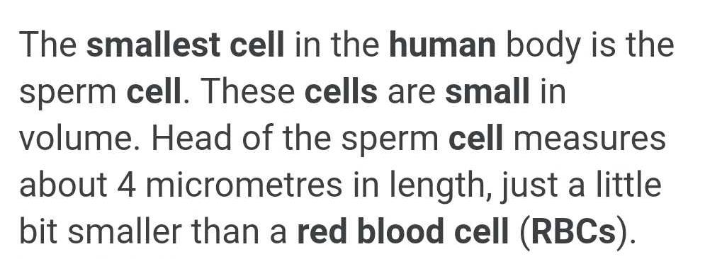 Which is smallest cell in human body??? (1) RBC (2) WBC, (3)Nephron (4 ...