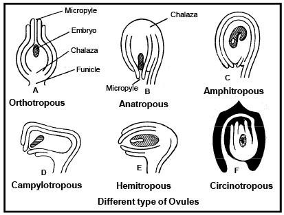 An ovule which becomes curved so that the nucellus and embryo sac lie ...