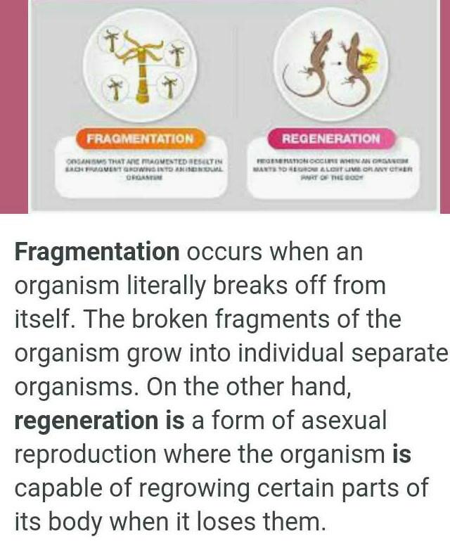 What is difference between fragmentation and regeneration? | EduRev ...