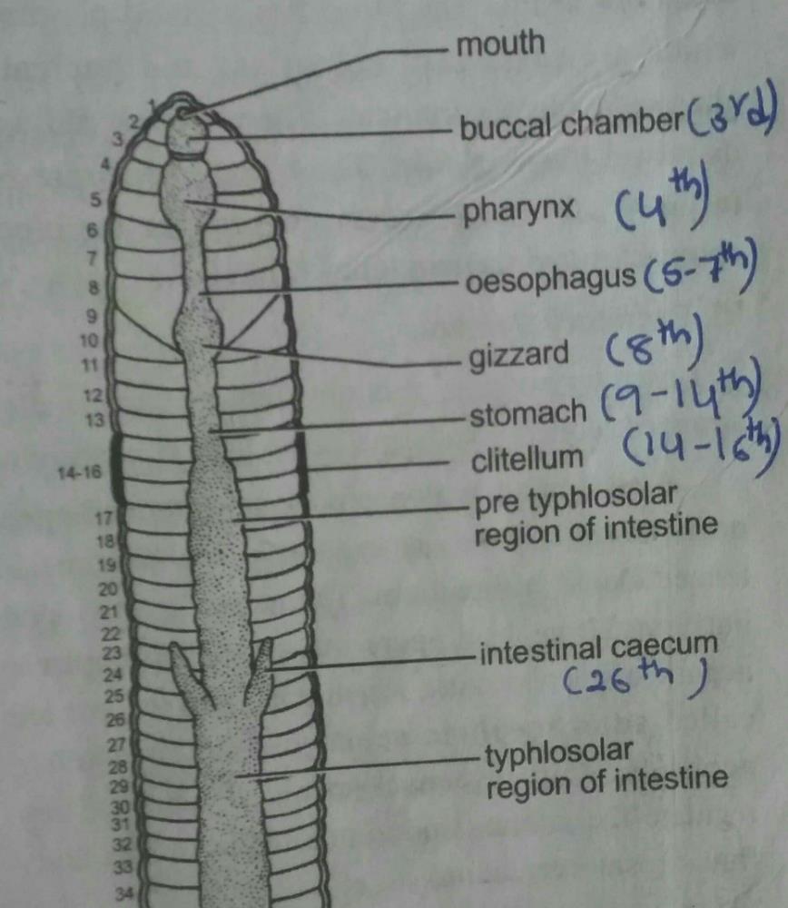 In earthworm, the gizzard is found in thea)8-11th segmentb)8-10th ...