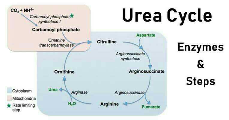 Synthesis of urea in liver takes place by which cycle? | EduRev NEET ...