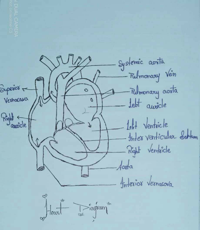 How To Draw The Diagram Of Heart EduRev Class 7 ion