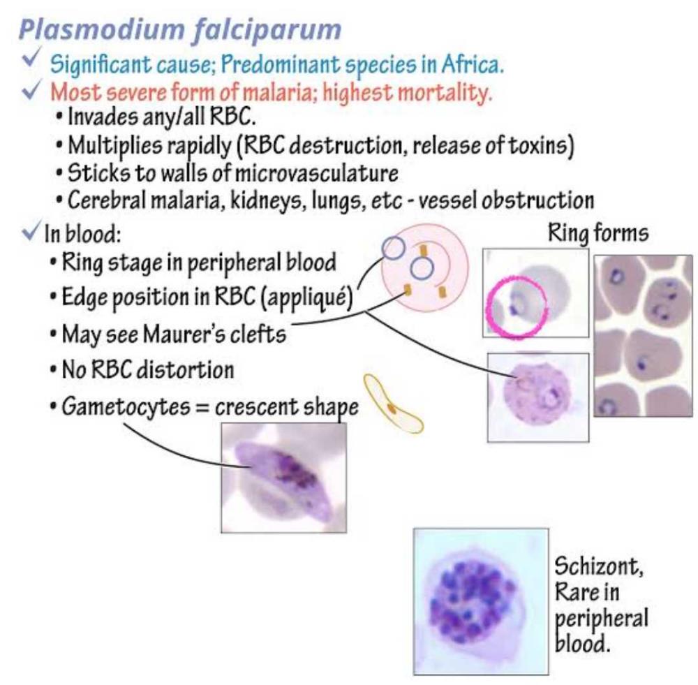 Hemozoin is released into blood during the infection of Plasmodium ...