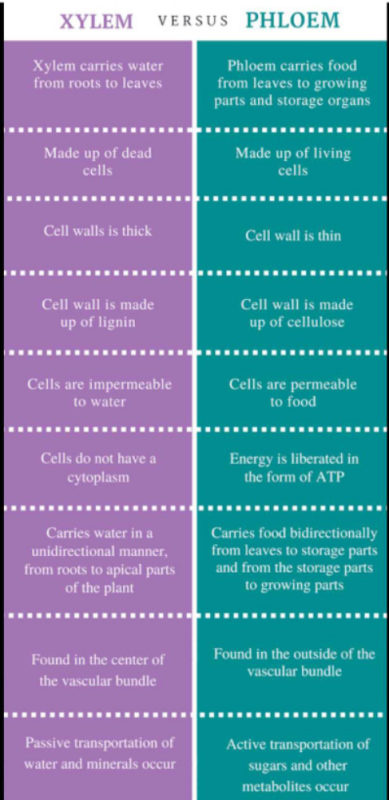 Difference between xylem and phloem | EduRev Class 9 Question