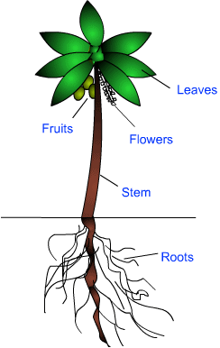 Study Notes - Getting to Know Plants Class 6 Notes | EduRev