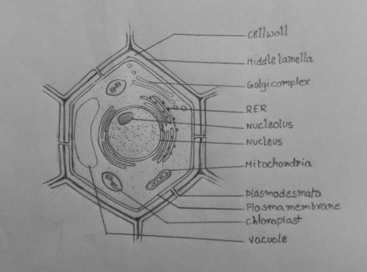 How To Draw A Plant Cell Class 8 EduRev Art Craft Question