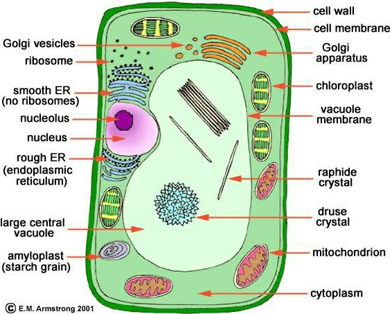 Drawing Plant Cell Diagram For Class 8 Simple Easy Drawing Easy 
