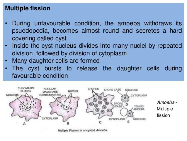 During unfavourable conditions, the Amoeba reproduction by:a)Multiple ...